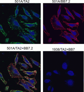 Recombinant antibodies with TCR-like Specificity | Reiter Lab
