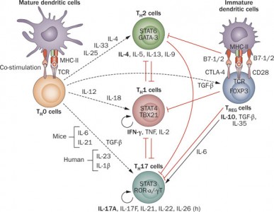 Regulation of effector T cell function | Reiter Lab